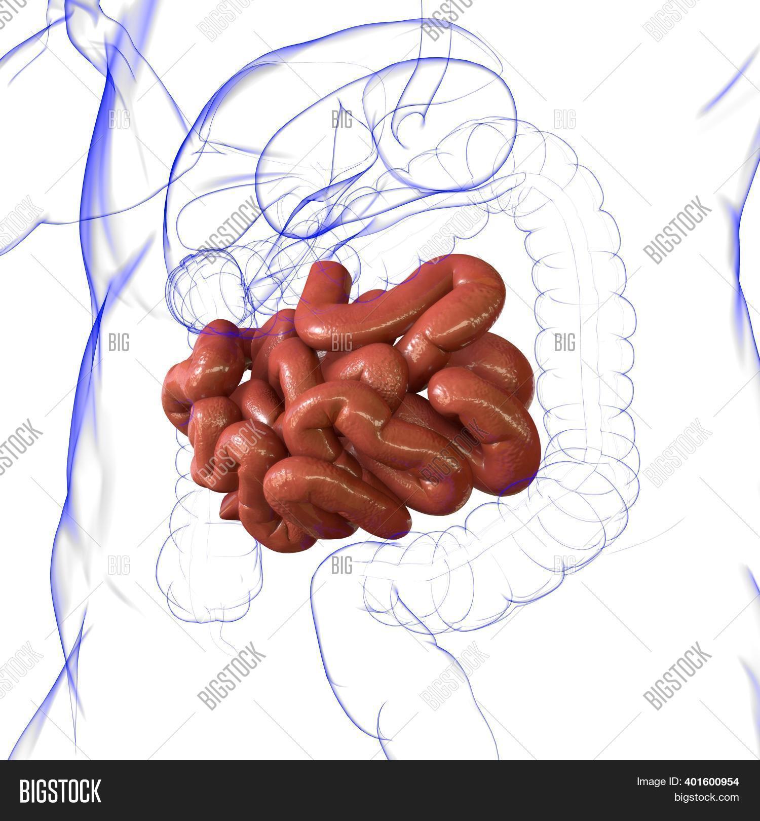 Small Intestine 3D Image & Photo (Free Trial) | Bigstock