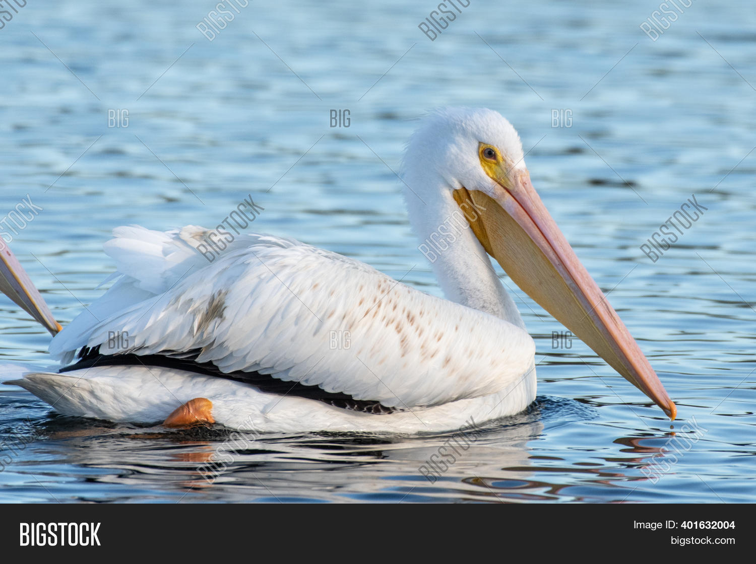 White Pelican Floating Image & Photo (Free Trial) | Bigstock