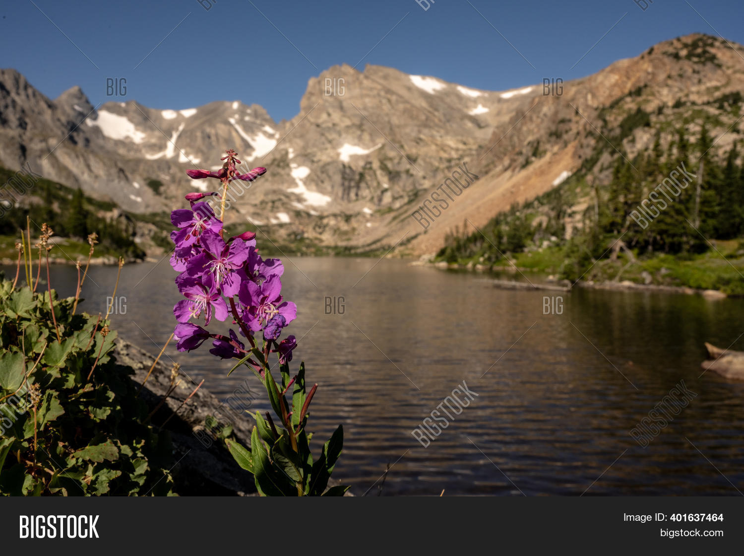 Lewis Monkeyflower Image & Photo (Free Trial) | Bigstock