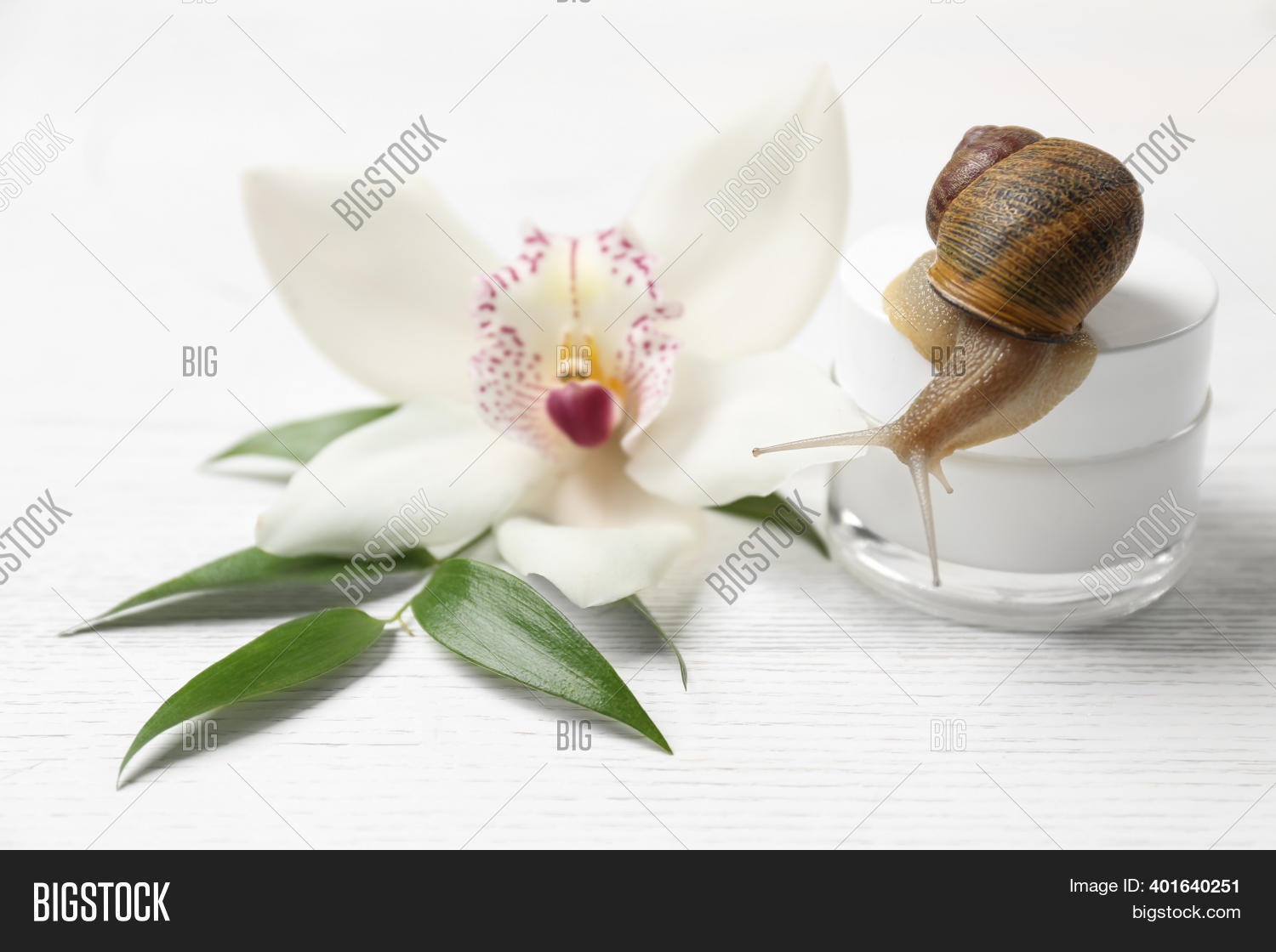 Snail, Cream Orchid Image & Photo (Free Trial) | Bigstock