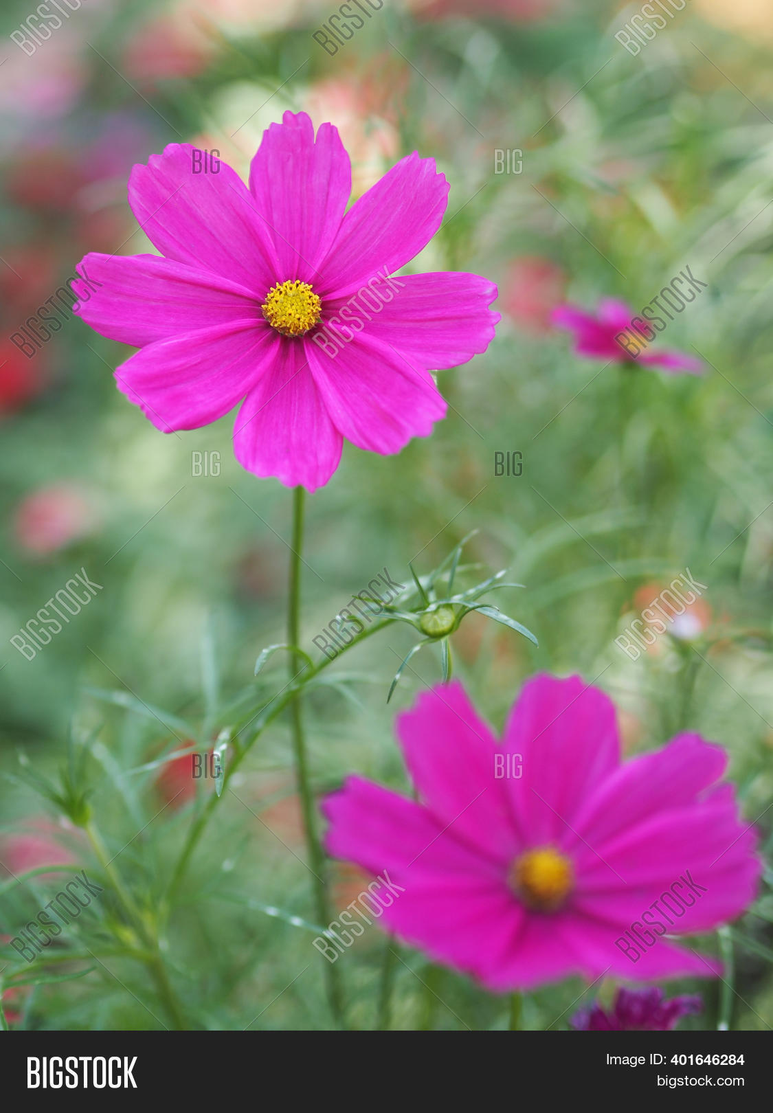 Dark Pink Color Flower Image & Photo (Free Trial) | Bigstock