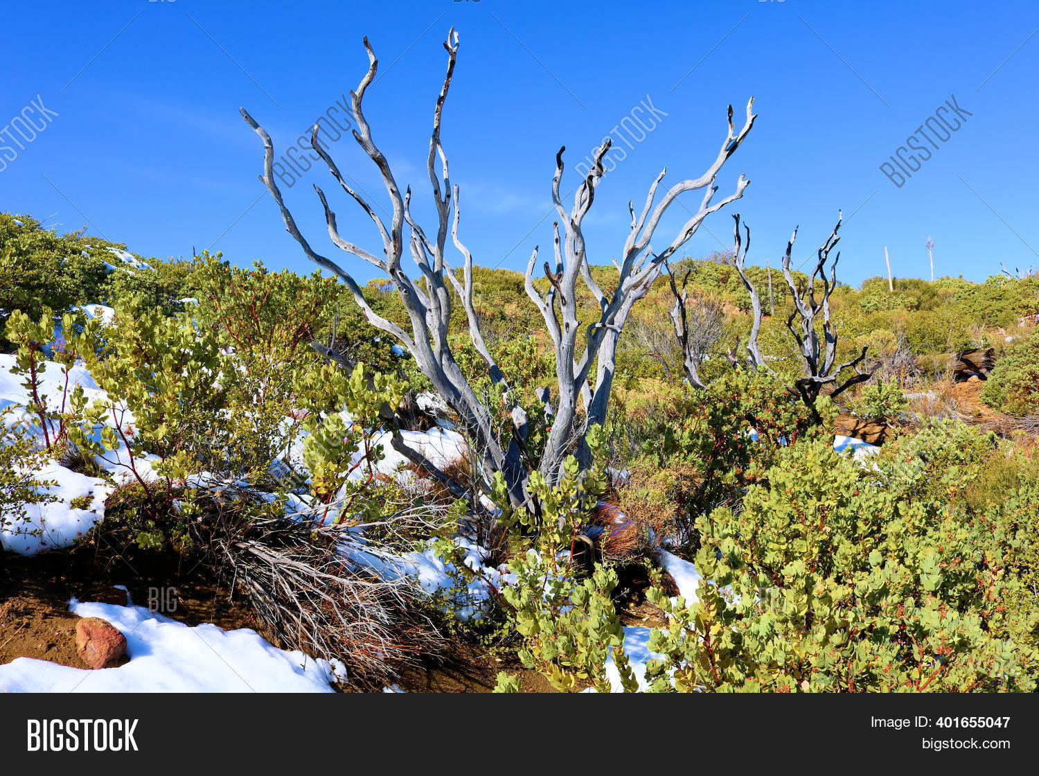 Chaparral Plants Image & Photo (Free Trial) | Bigstock