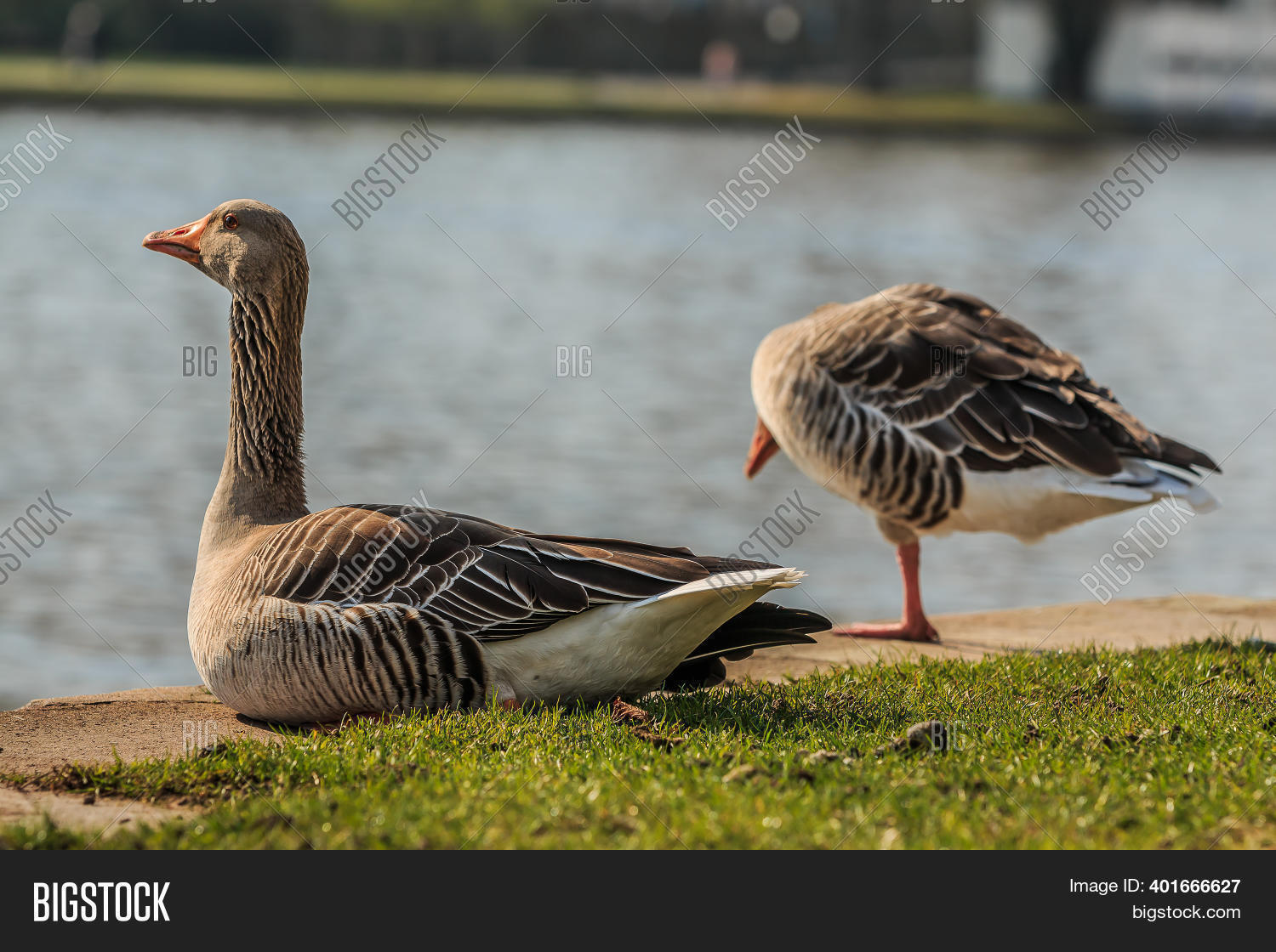 Greylag Goose Image & Photo (Free Trial) | Bigstock
