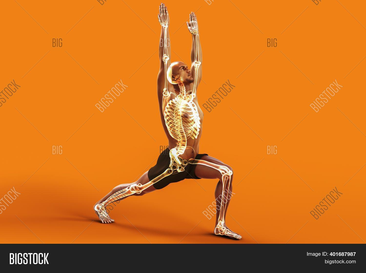 Anatomy Warrior 1 Pose Image & Photo (Free Trial) | Bigstock