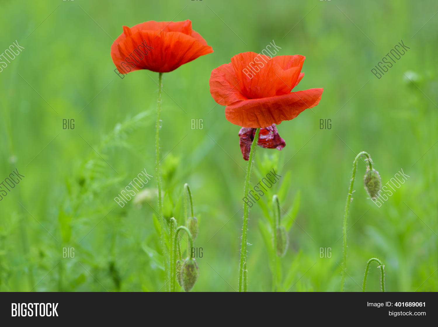 Delicate Red Poppy Image & Photo (Free Trial) | Bigstock