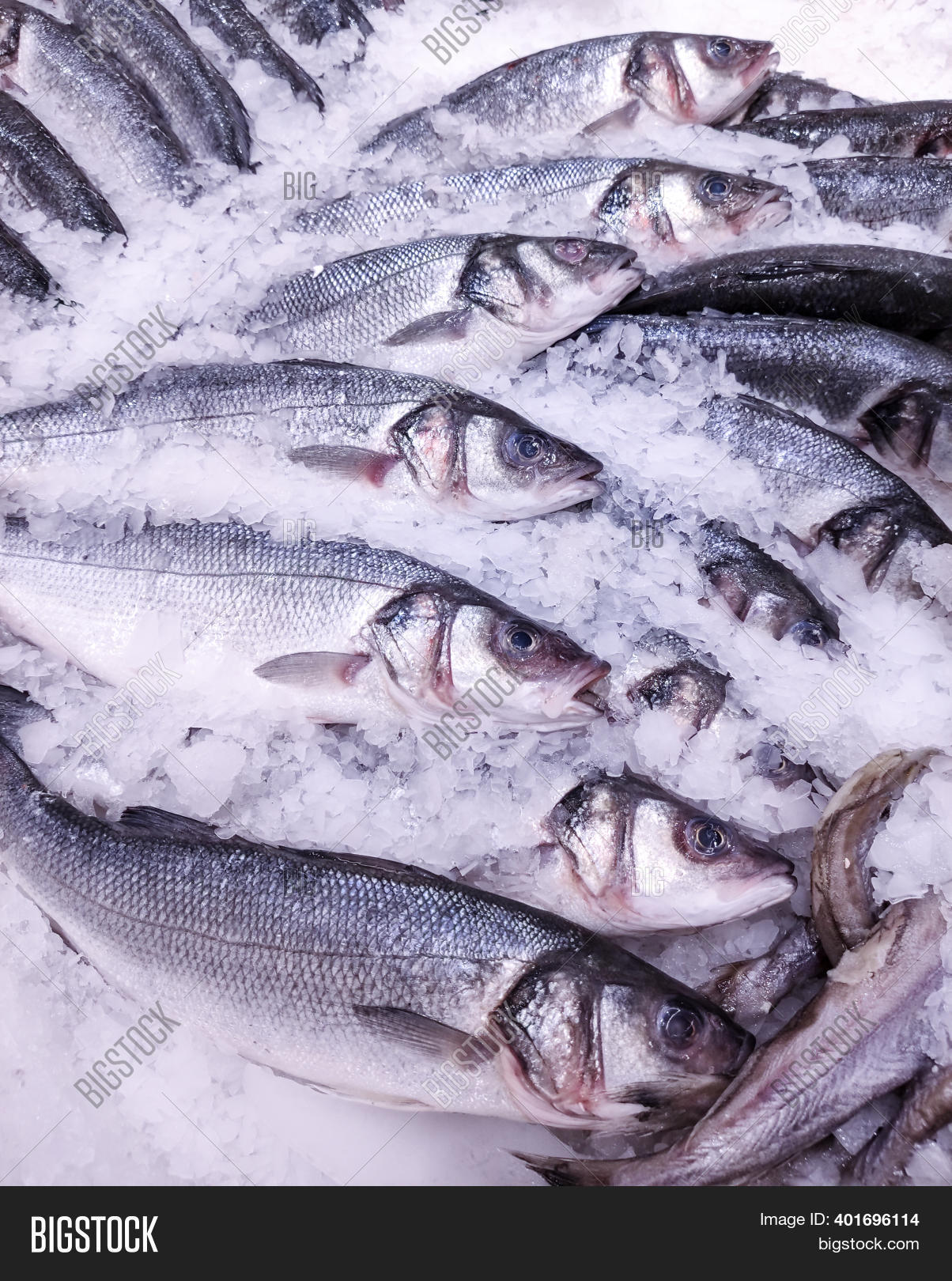 Chilled Sea Bass. Image & Photo (Free Trial) | Bigstock