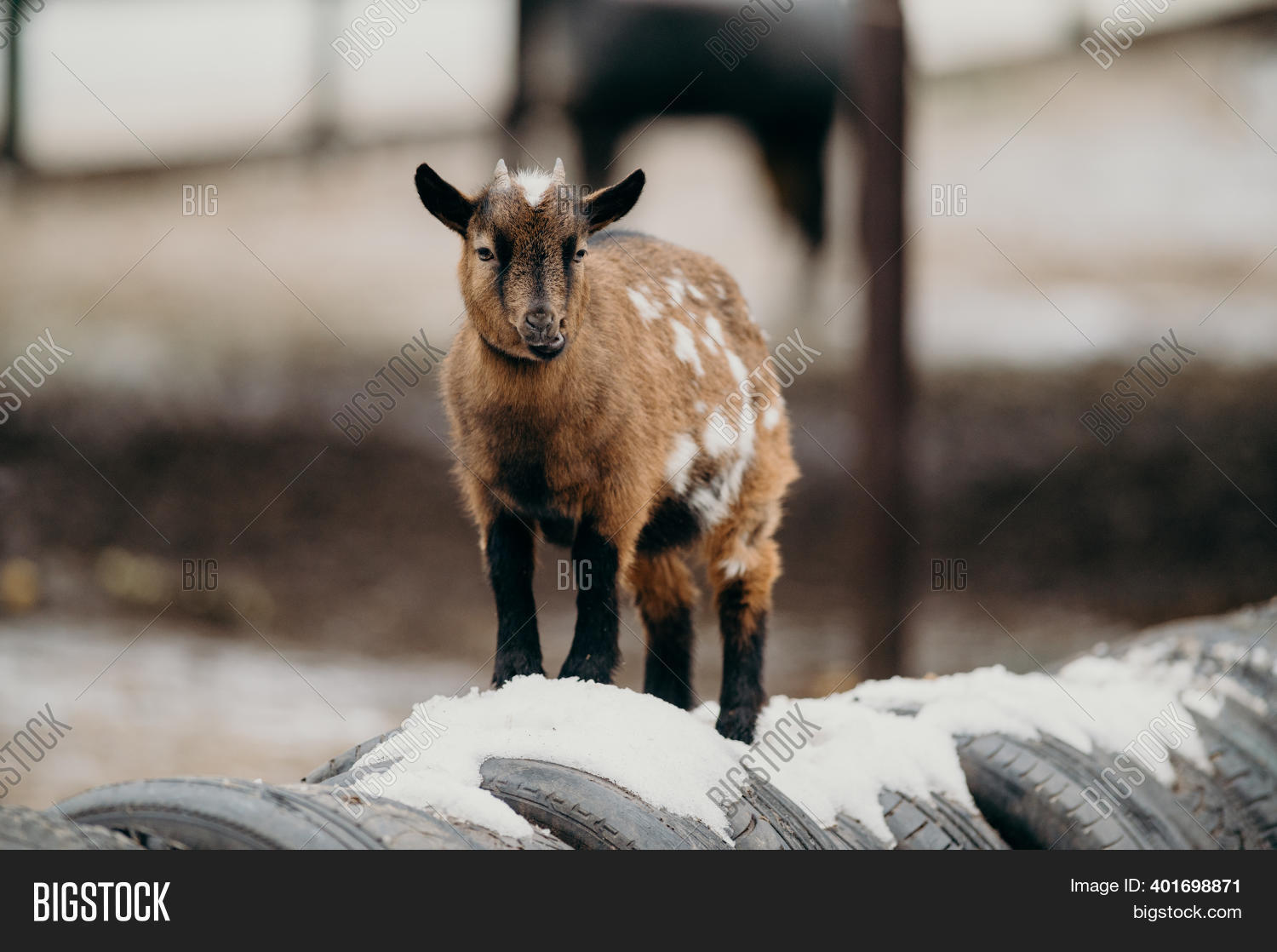 Goat. Portrait Goat On Image & Photo (Free Trial) | Bigstock