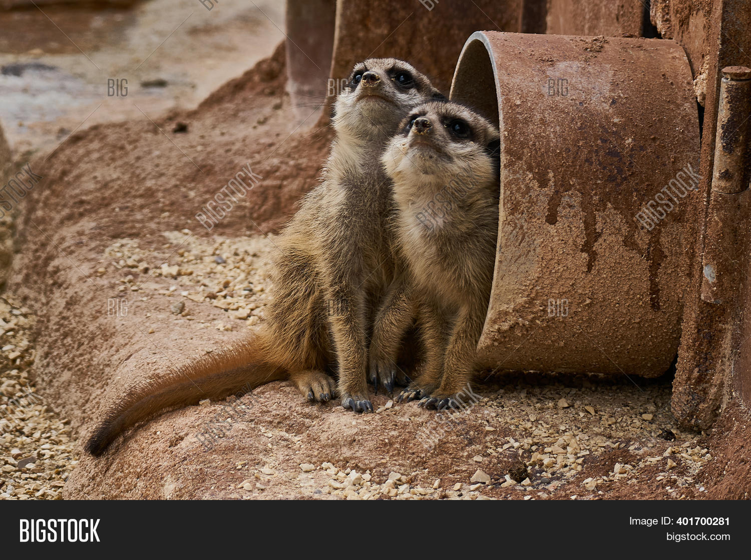 Small Happy Meerkats Image & Photo (Free Trial) | Bigstock