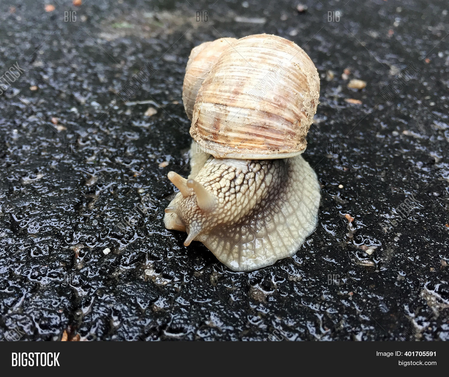 Small Garden Snail Image & Photo (Free Trial) | Bigstock