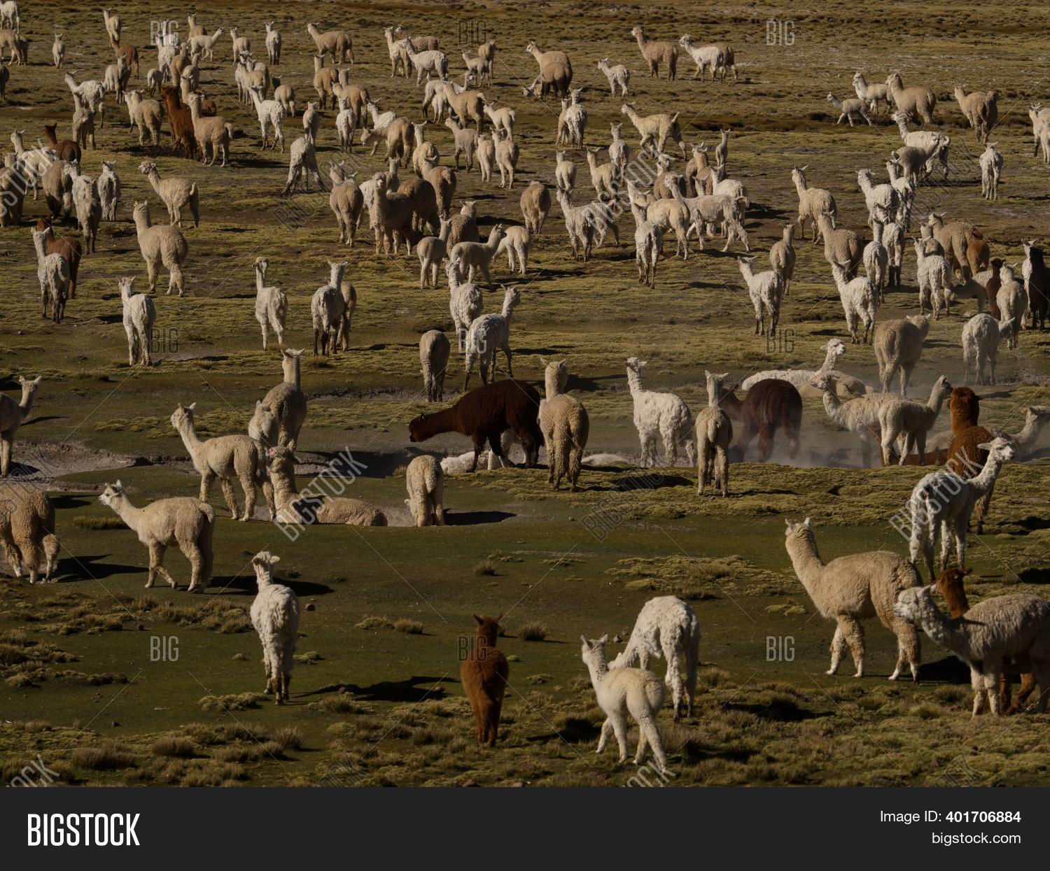 Mixed Herd Farm Image & Photo (Free Trial) | Bigstock