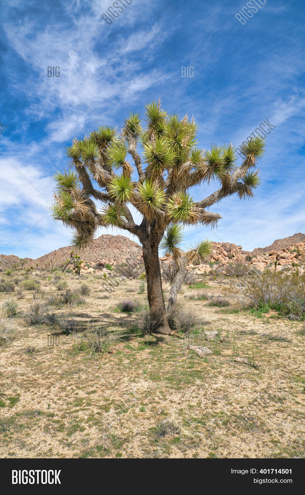 Lush Joshua Tree Plant Image & Photo (Free Trial) | Bigstock