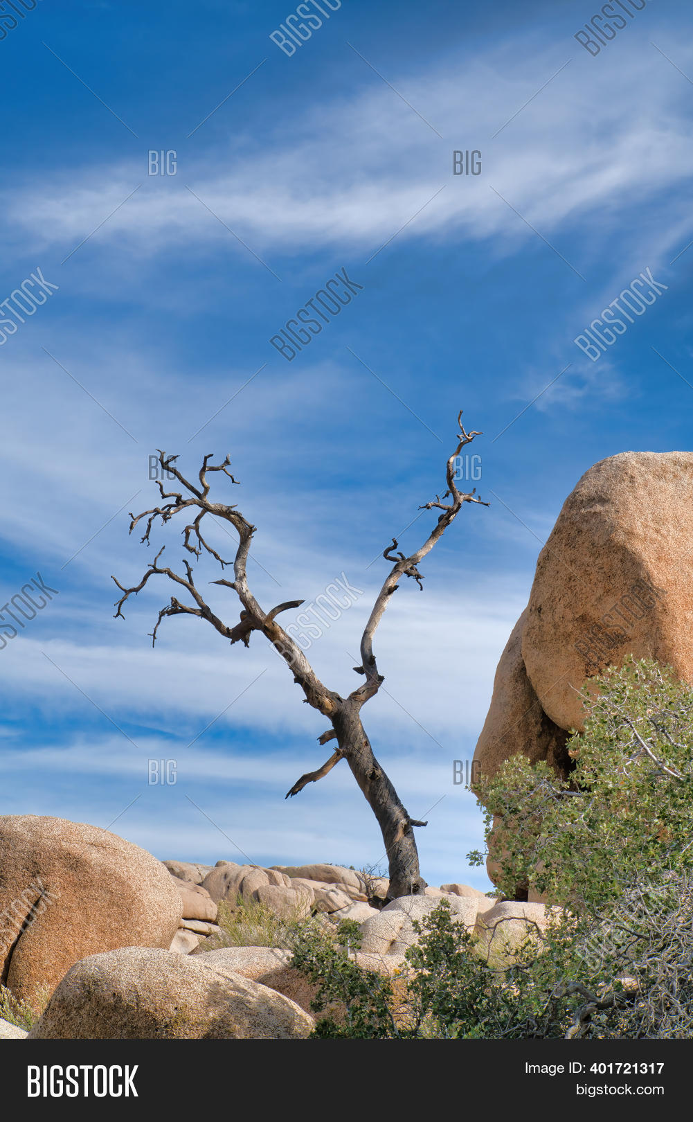 Dry Dead Tree Rocks On Image & Photo (Free Trial) | Bigstock
