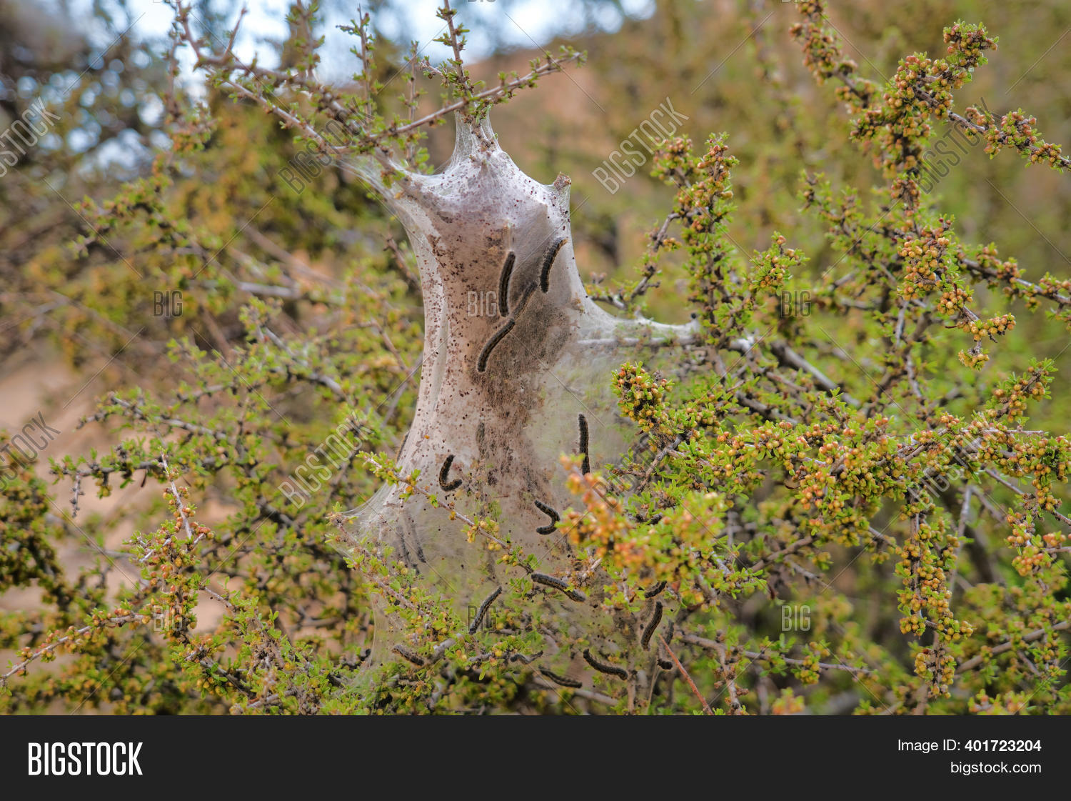 Caterpillars Nest Image & Photo (Free Trial) | Bigstock