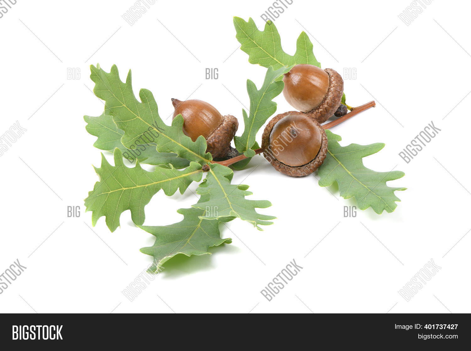 Three Acorn Connected Image & Photo (Free Trial) | Bigstock