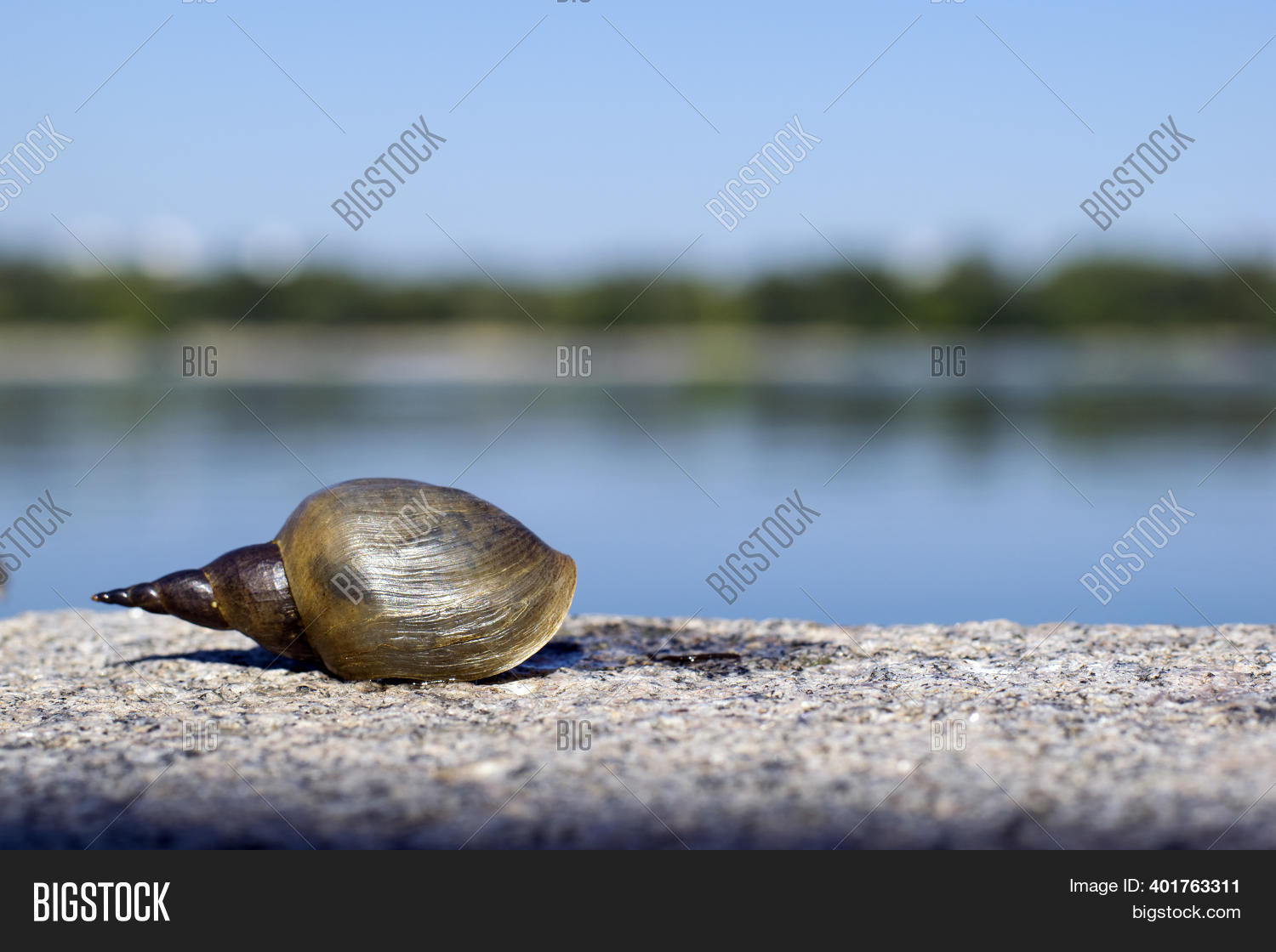 Snail Shell On Image & Photo (Free Trial) | Bigstock