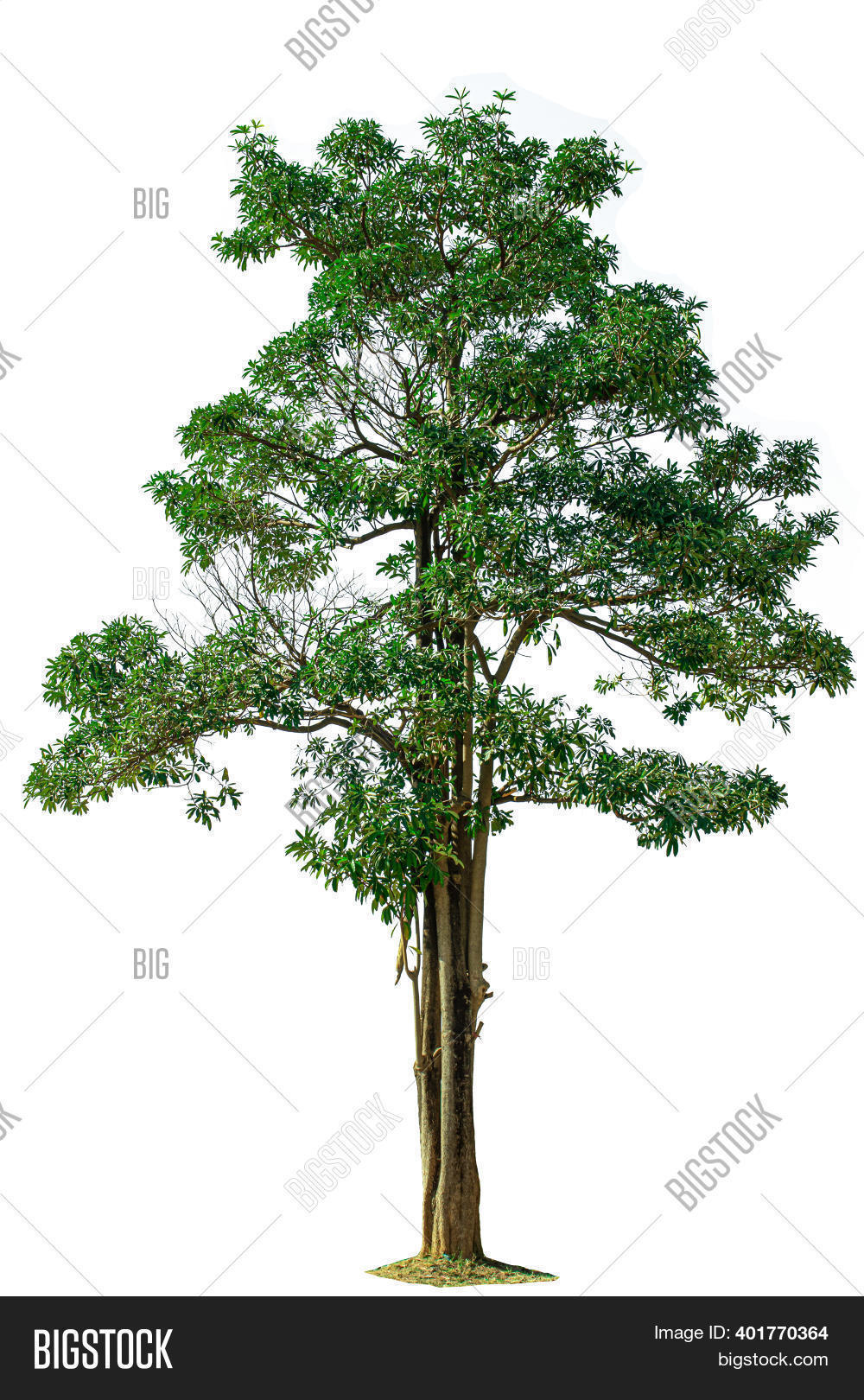 Tree Completely Image & Photo (Free Trial) | Bigstock