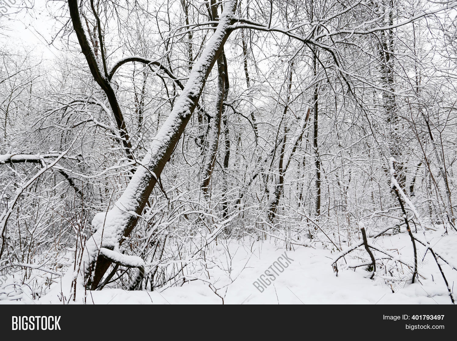Winter Forest, Snow Image & Photo (Free Trial) | Bigstock