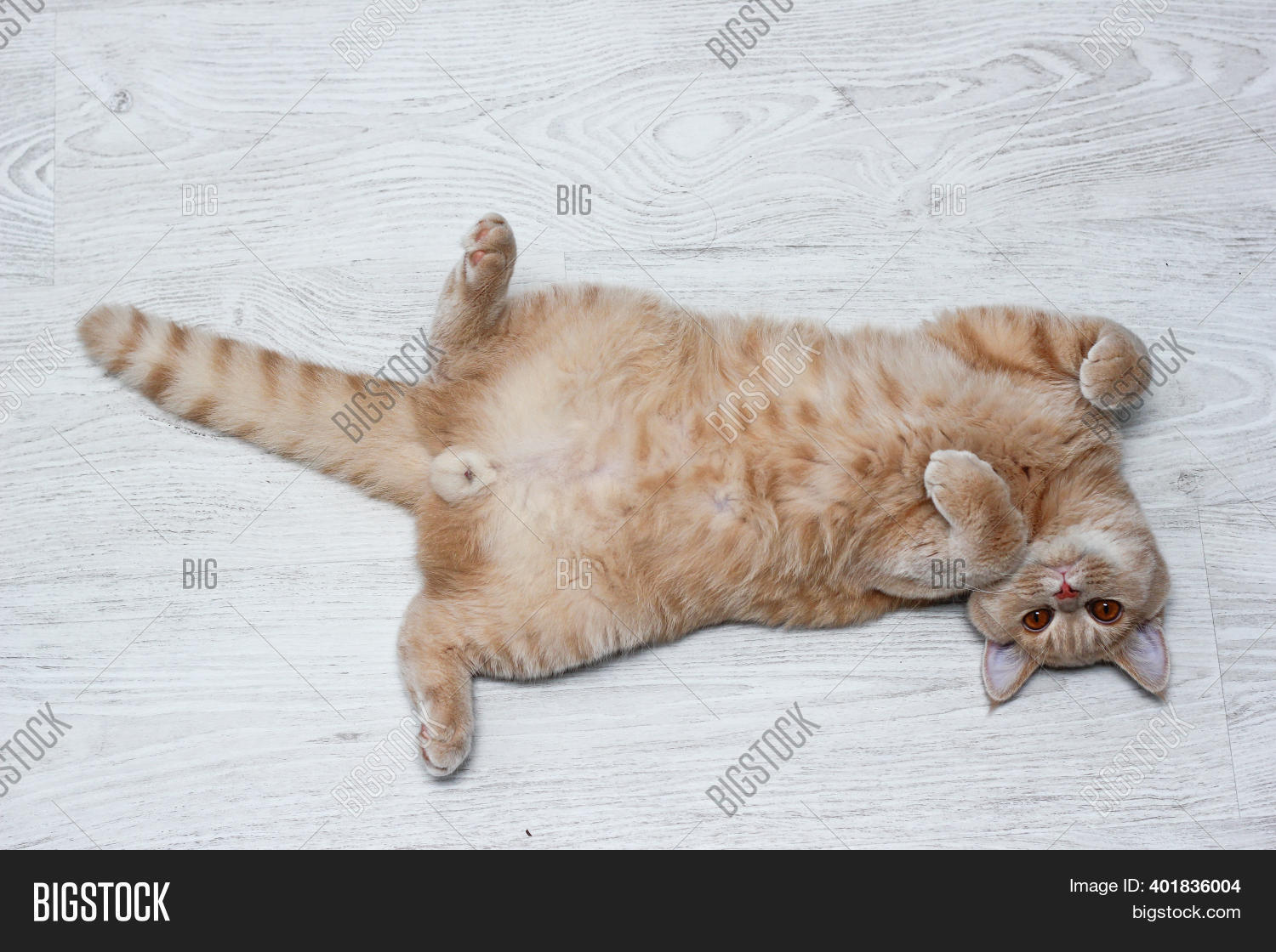 Cute Adorable Tabby Image & Photo (Free Trial) | Bigstock