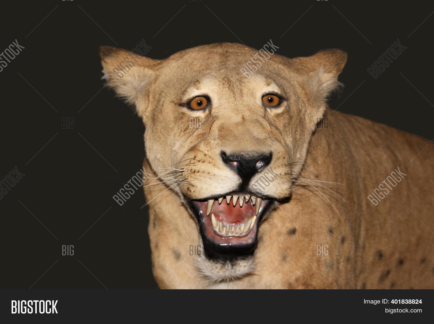 Scimitar Cat, Image & Photo (Free Trial) | Bigstock
