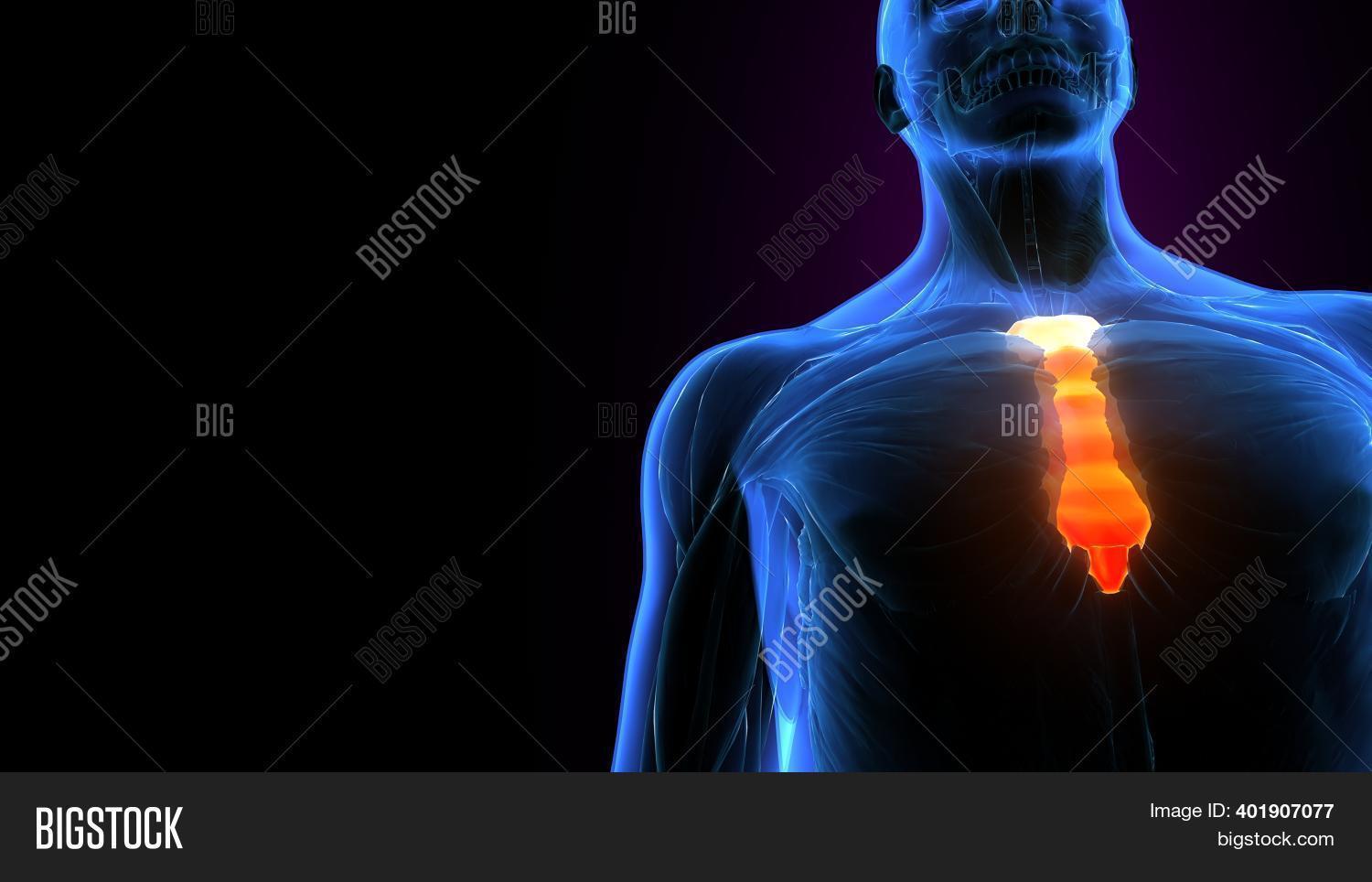 Human Skeleton Sternum Image & Photo (Free Trial) | Bigstock