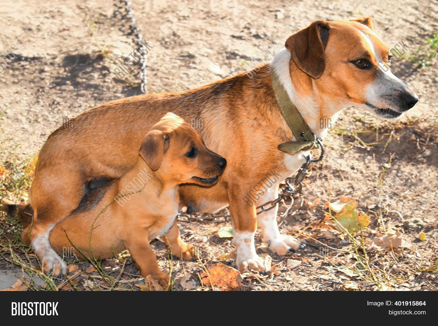 Dogs. Mother Baby. Image & Photo (Free Trial) | Bigstock