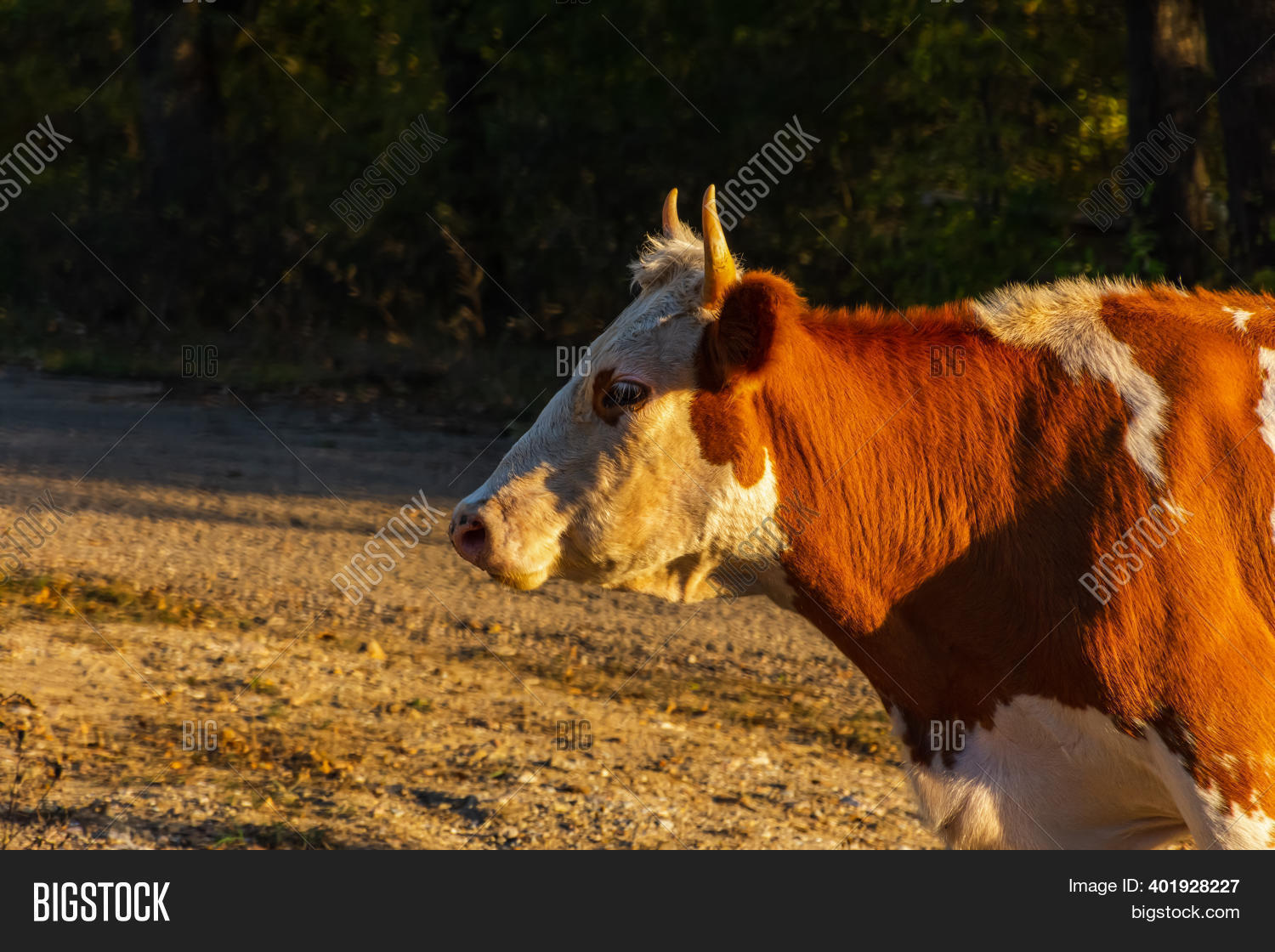 Red Cow Profile On Image & Photo (Free Trial) | Bigstock