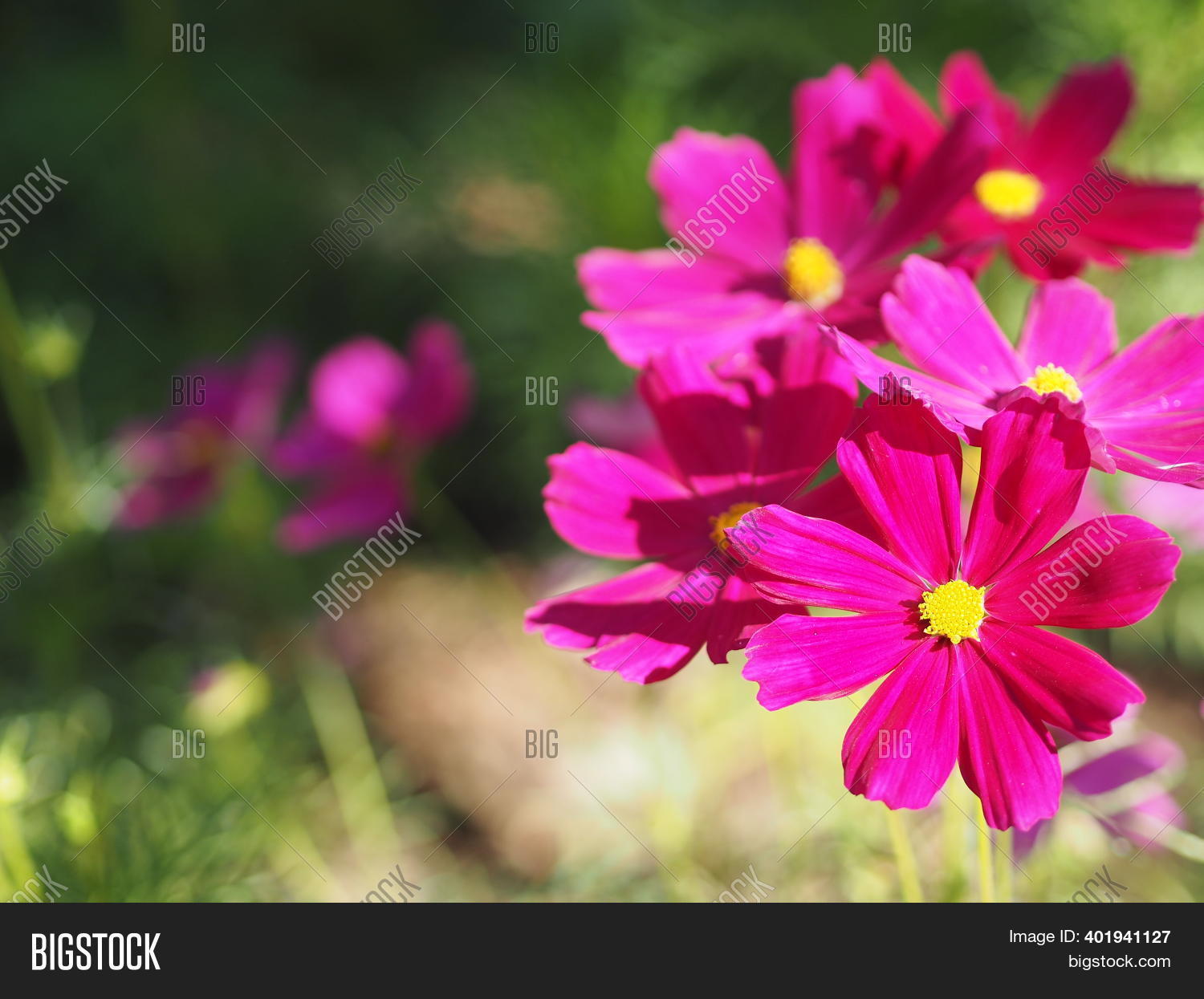 Purple, Dark Pink Image & Photo (Free Trial) | Bigstock