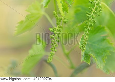 Grape Flower Buds, Image & Photo (Free Trial) | Bigstock