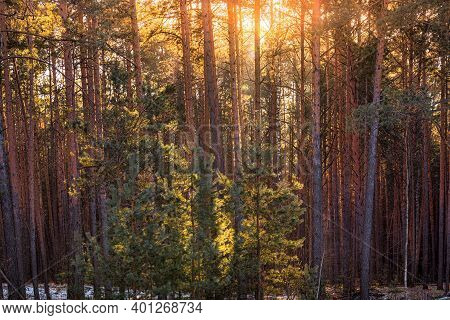 Sunrise Spring Pine Image & Photo (Free Trial) | Bigstock
