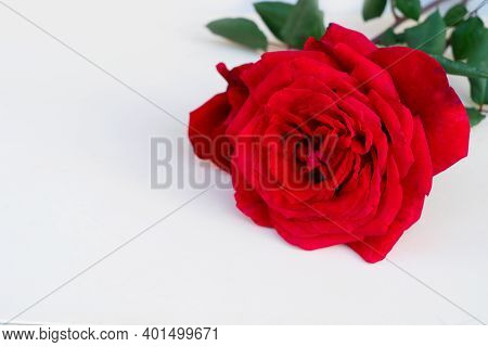 Dark Red Fresh Roses Image & Photo (Free Trial) | Bigstock