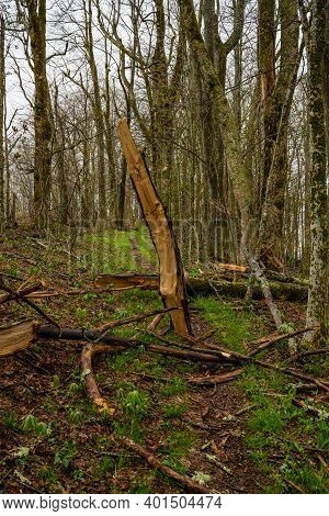 Large Widow Maker Log Image & Photo (Free Trial) | Bigstock