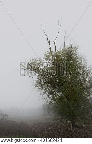 Weeping Willow Dry Image & Photo (Free Trial) | Bigstock