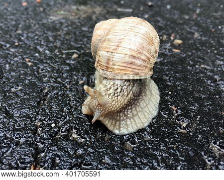 Small Garden Snail Image & Photo (Free Trial) | Bigstock