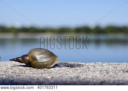Snail Shell On Image & Photo (Free Trial) | Bigstock