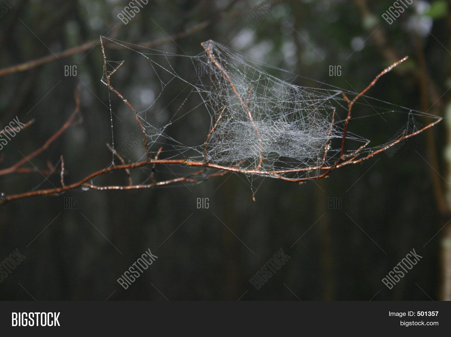 Messy Spiders Wed Image & Photo (Free Trial) | Bigstock