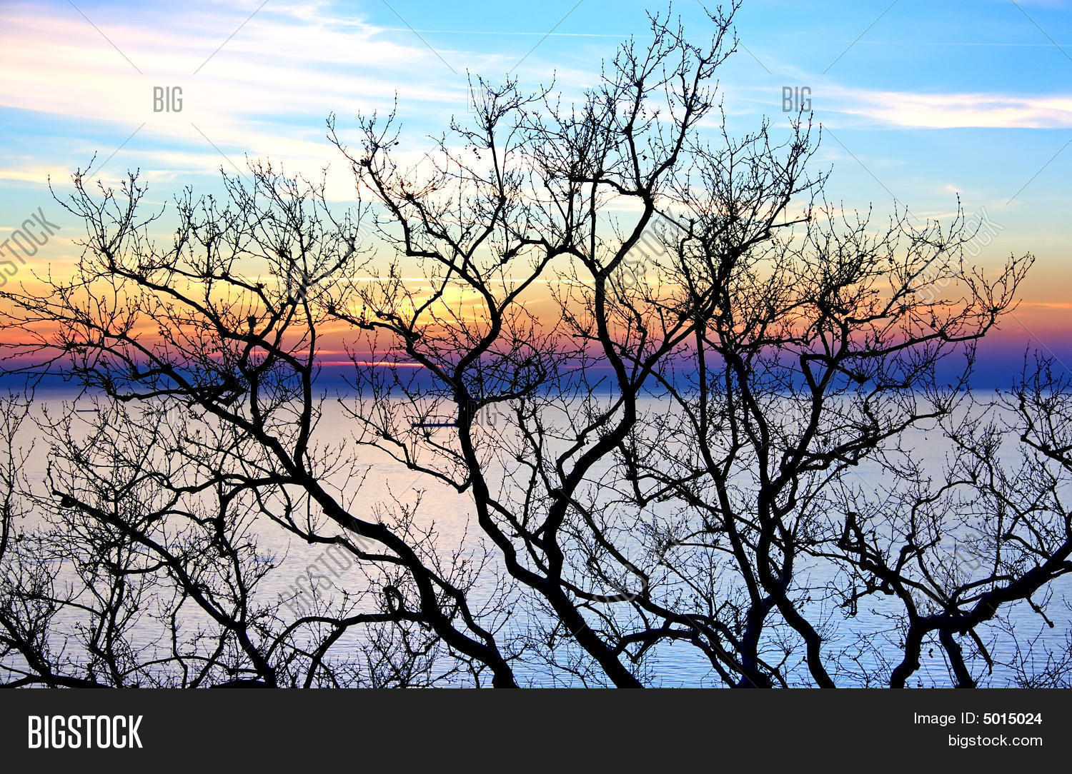 Branches Bald Tree Image & Photo (Free Trial) | Bigstock