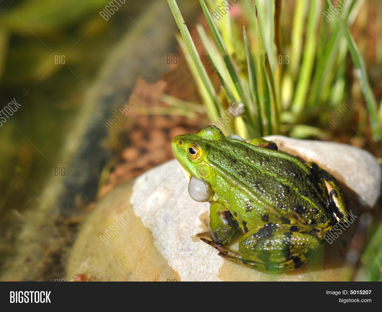 Frog Making Loud Noise Image & Photo (Free Trial) | Bigstock