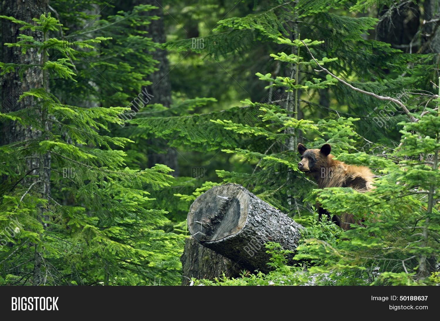 Black Bear Forest Image & Photo (Free Trial) | Bigstock