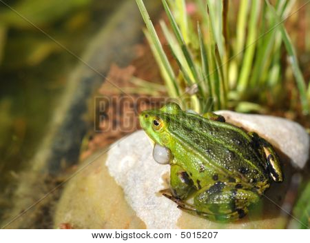 Frog Making Loud Noise Image & Photo (Free Trial) | Bigstock