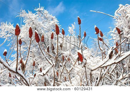 Sumac Winter Image & Photo (Free Trial) | Bigstock
