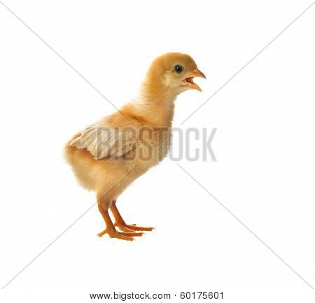 Chick Face Images, Illustrations & Vectors (Free) - Bigstock