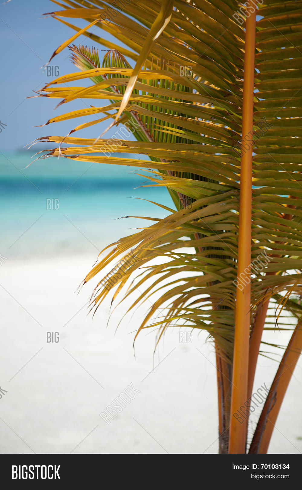 Maldives Palm Tree Image & Photo (Free Trial) | Bigstock