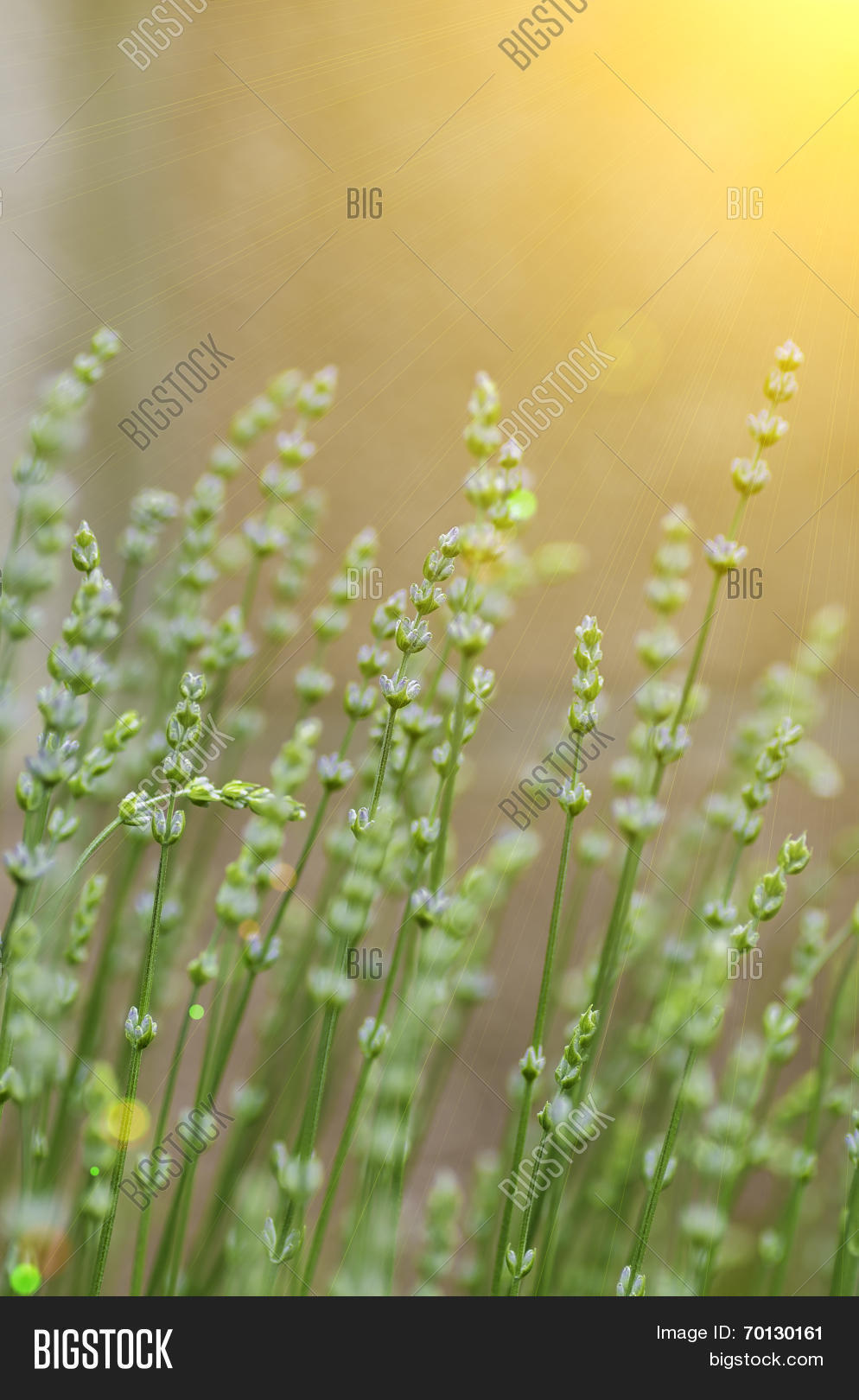 Gentle Photo Flowers Image & Photo (Free Trial) | Bigstock