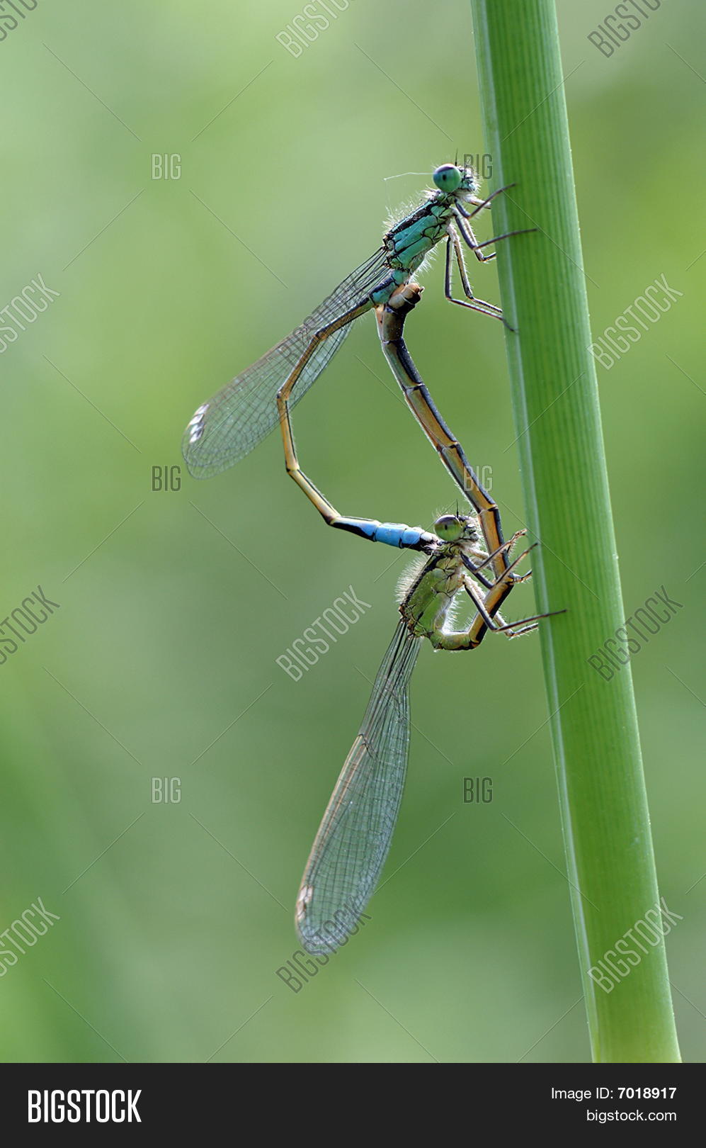 Two Dragonfly Image & Photo (Free Trial) | Bigstock