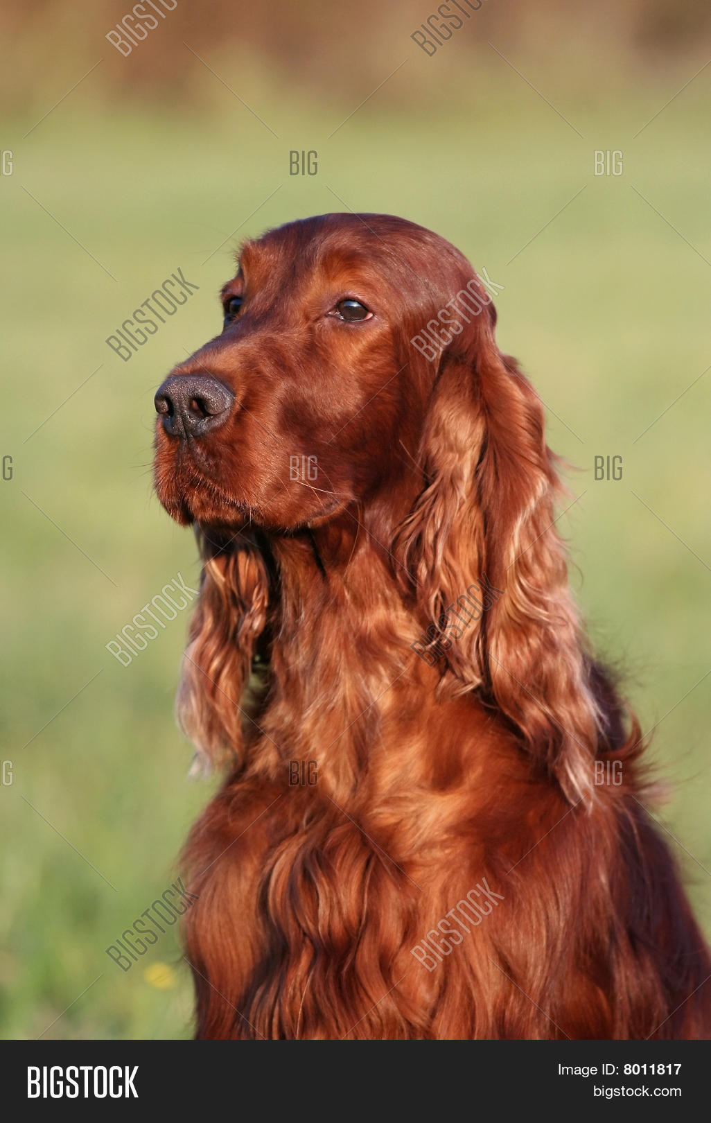 Beautiful Irish Setter Image & Photo (Free Trial) | Bigstock