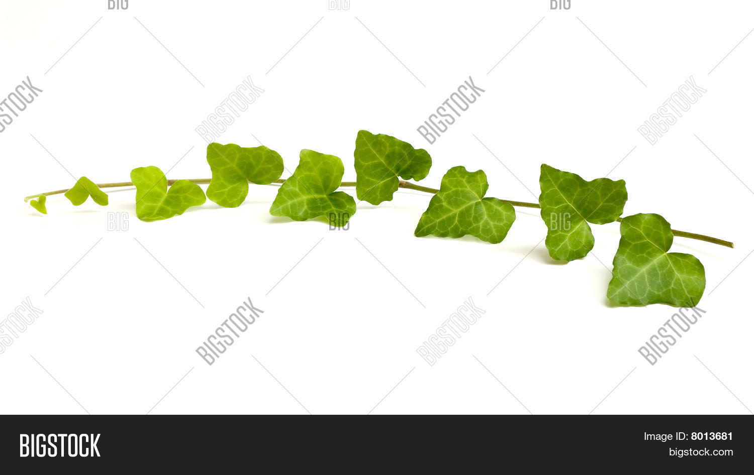 English Ivy Image & Photo (Free Trial) | Bigstock