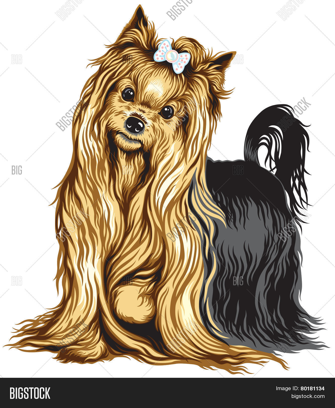 Yorkshire Terrier Vector & Photo (Free Trial) | Bigstock