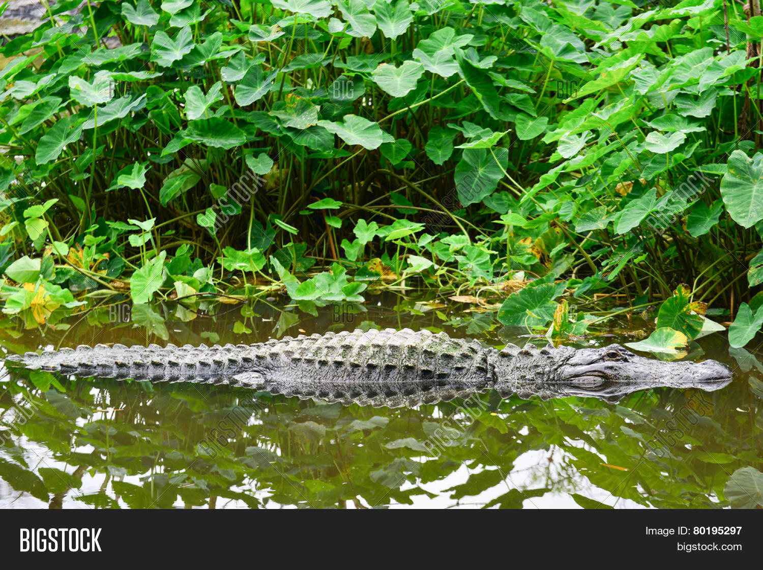 Alligator Image & Photo (Free Trial) | Bigstock