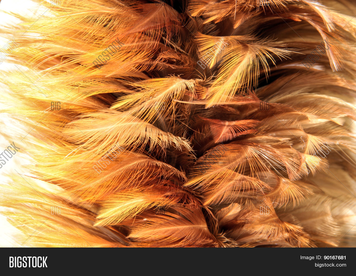Gold Fur Feather Image & Photo (Free Trial) | Bigstock