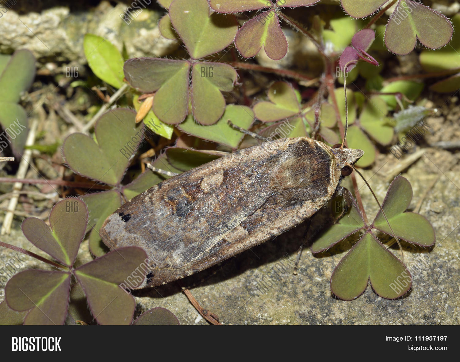 Large Yellow Underwing Image & Photo (Free Trial) | Bigstock